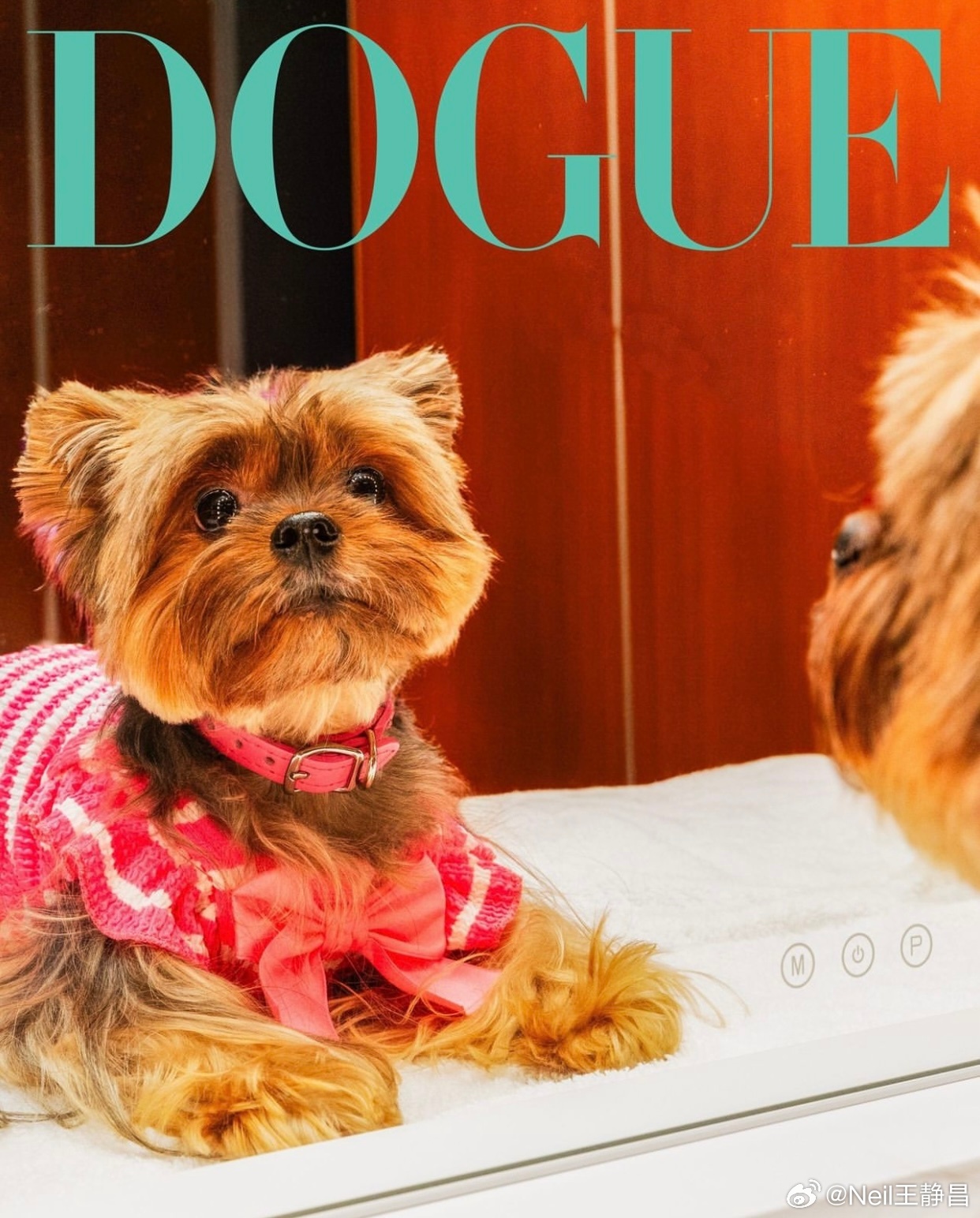 美版《Vogue》在夏季专门推出《Dogue》电子封面，让各种宠物狗狗登上封面！|Vogue|宠物狗狗|Dogue_新浪新闻