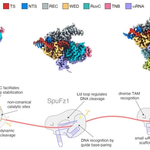 Cell丨张锋团队揭示真核基因编辑器Fanzor的结构多样性和DNA切割机制|DNA|RNA|张锋_新浪新闻