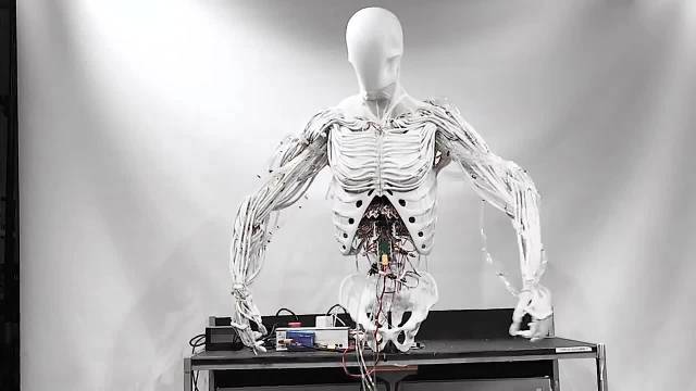 Torso，一个由人工肌肉驱动的双臂机器人，clonerobotics公司的产品|肩胛|颈椎|肩关节|肘部|关节_新浪新闻