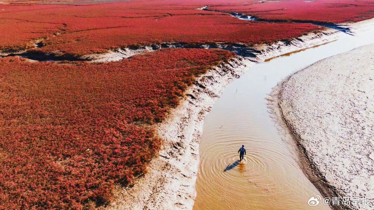 每到秋天，在青岛西海岸新区红石崖街道北侧五河口区域的滩涂上…|青岛市_新浪新闻