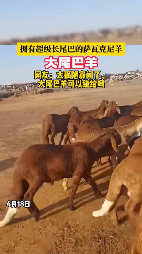 大尾巴羊 ！拥有超级长尾巴的萨瓦克尼羊！网友:这大尾巴羊可以浇给吗？|羊|萨瓦_新浪新闻