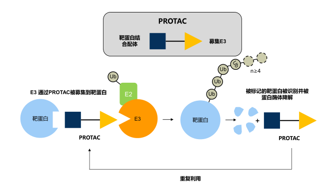PROTAC平台，一次堪比新能源车的“超车”机会？|辉瑞_新浪财经_新浪网