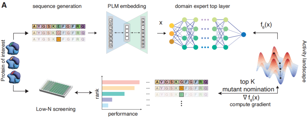 打破传统蛋白质进化方法局限性：MIT团队设计新型蛋白质大模型，发现比自然界高效百倍的突变体_新浪科技_新浪网