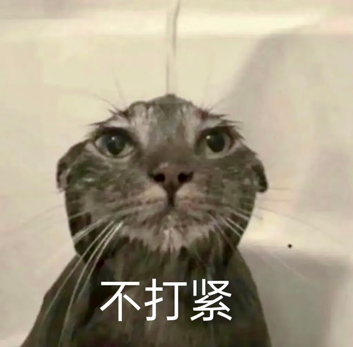 表情包：你看你又急|表情包_新浪新闻