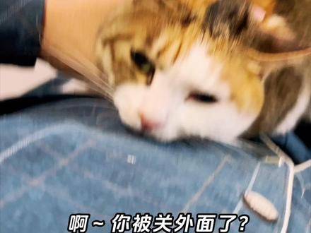 小猫咪受了委屈可是会找人诉苦的！昨晚把她关在门外，还被岁岁欺负了！|猫_新浪新闻