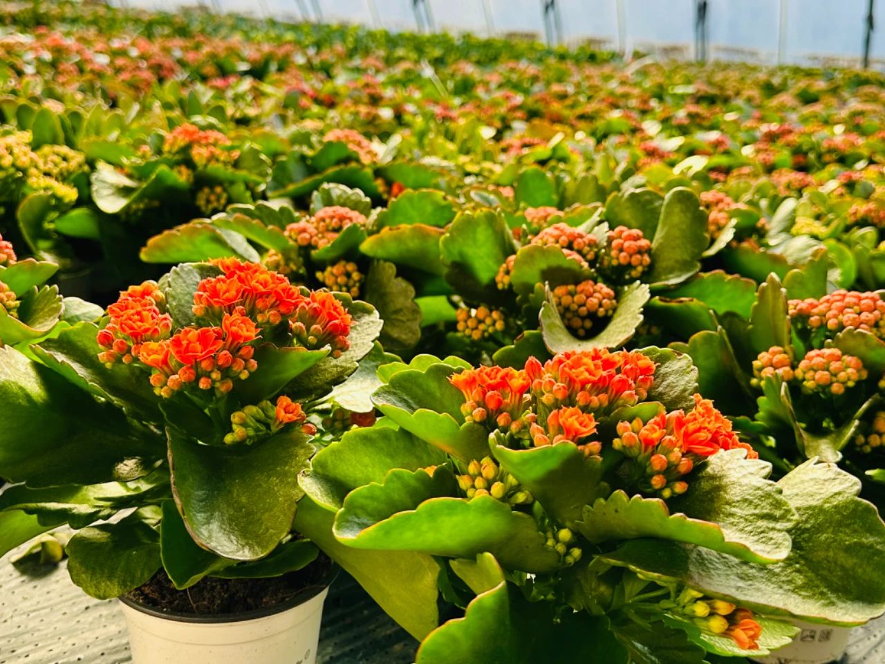 北京昌平本土年宵花產銷兩旺 - 新浪香港