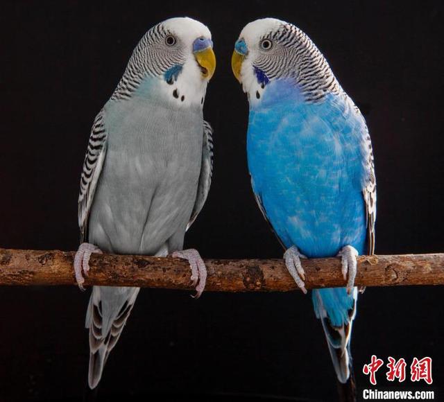 虎皮鹦鹉为何能模仿人类说话？鸟类大脑最新研究揭示言语秘密|论文_新浪财经_新浪网