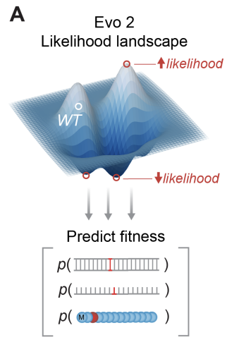 从0编写基因组！史上最大生物学模型Evo-2全面开源：硅基生命能创造细胞？_创事记_新浪科技_新浪网