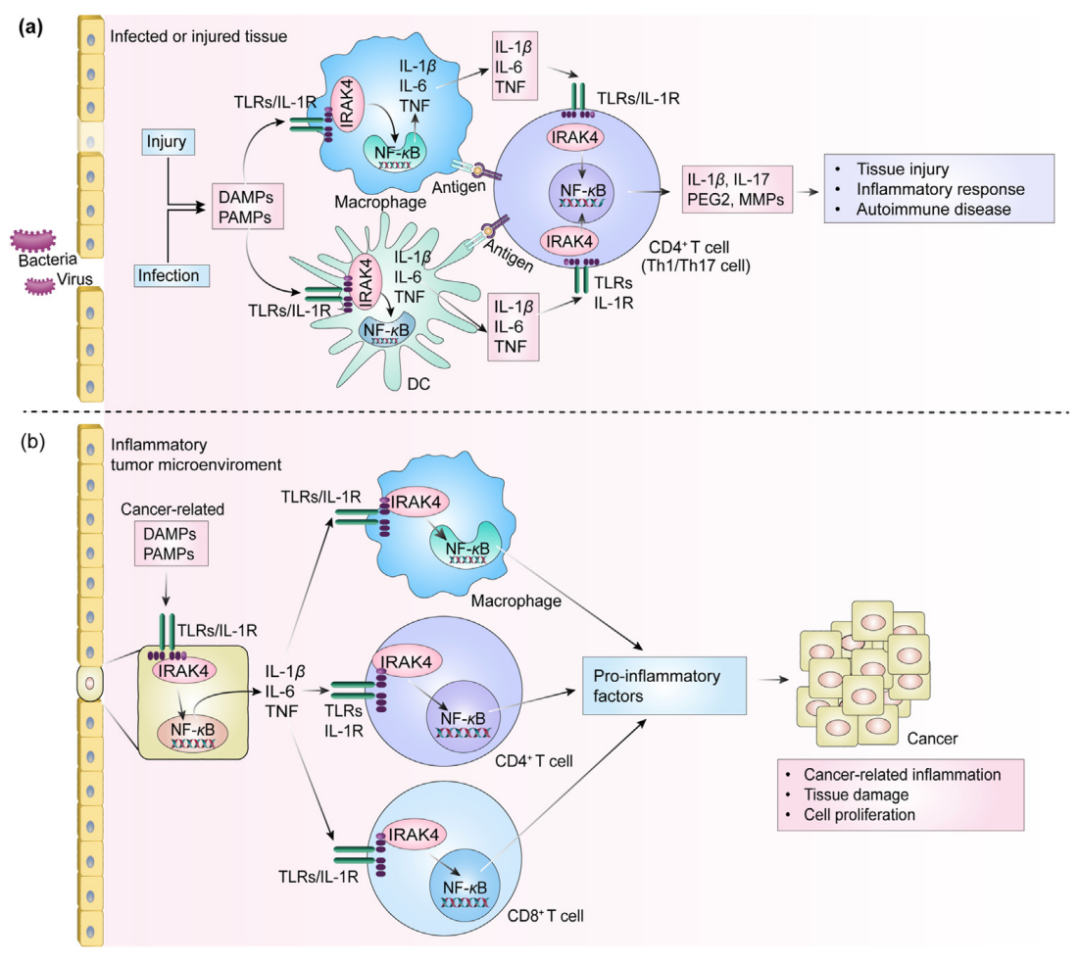 深度解读：自身免疫病与癌症的“双料靶点”——IRAK4研究格局盘点