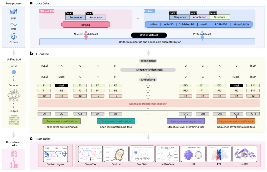 生物学的DeepSeek：阿里云发布LucaOne模型，首次统一DNA/RNA和蛋白质语言，能够理解中心法则