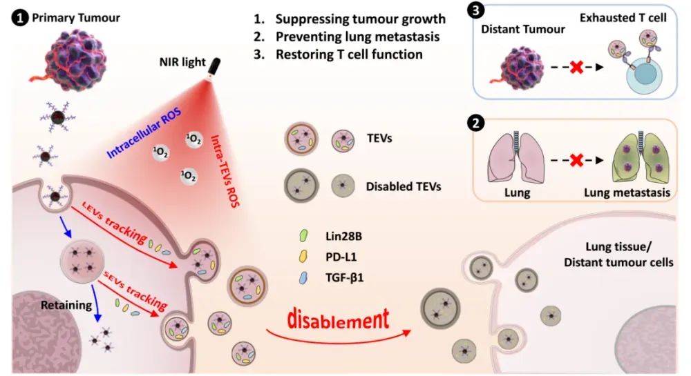 南方医科大学发表最新Nature Cancer论文