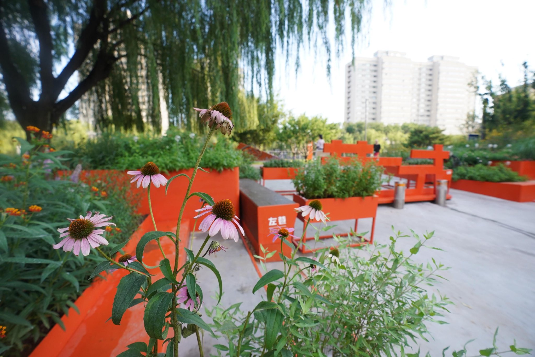 亮马河畔多了花园客厅，看看这条小巷有多美|小巷|河畔|花园_新浪新闻