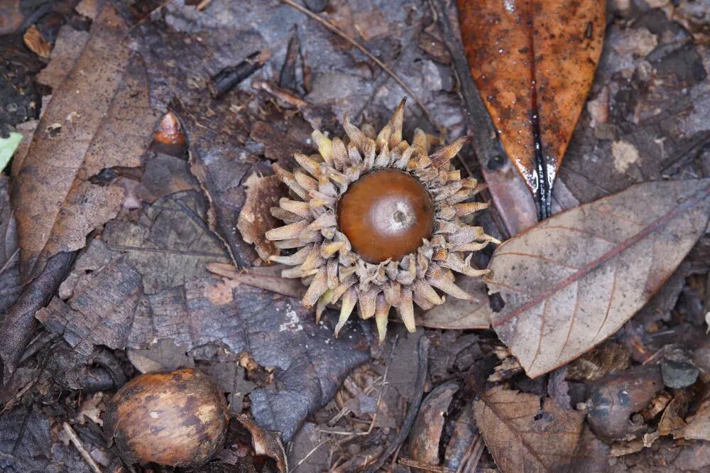 秋天不这样玩一遭，白来人间一整年|银杏_新浪财经_新浪网
