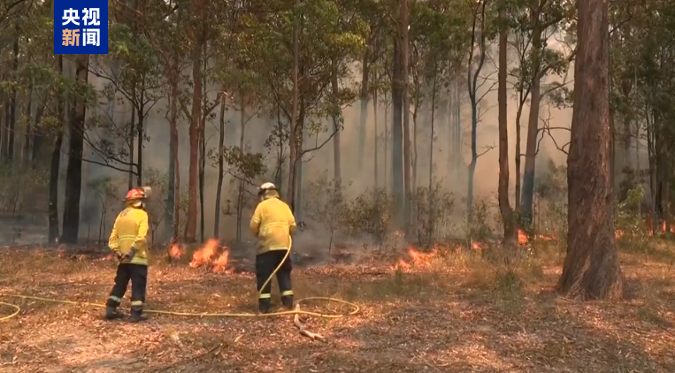 澳大利亚新南威尔士州仍有数十处森林火灾在燃烧|消防员|森林大火_新浪新闻