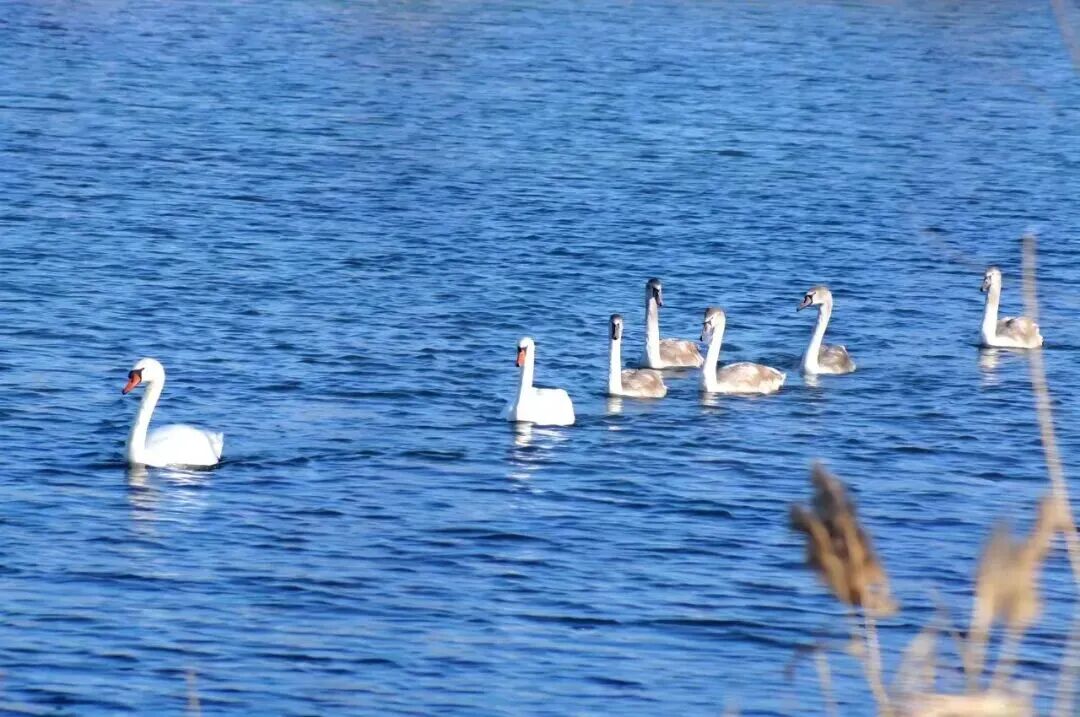 再添“国字号”！兵团一地入选2025年生态文明建设示范区|可克达拉市_新浪财经_新浪网