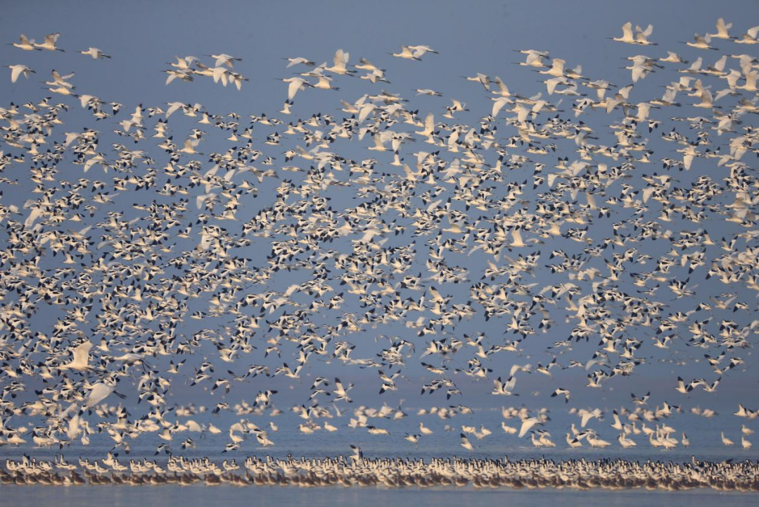 什么时候适合去鄱阳湖看候鸟？ 现在！_新浪财经_新浪网