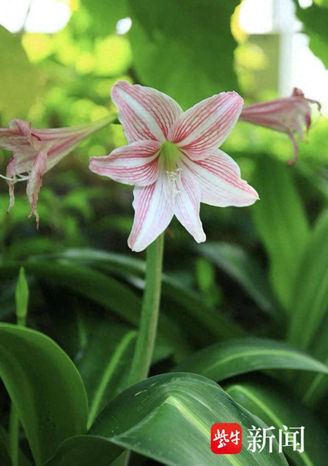 冬日何处可探春？来中山植物园温室寻芳|植物园_新浪财经_新浪网