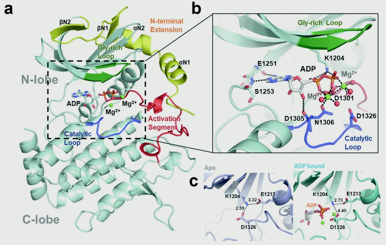 蛋白激酶化学生物学研究获进展|细胞器|晶体结构_新浪新闻