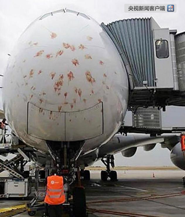 新航客机巴黎降落时遭群鸟撞击 检查清理后恢复运行|央视网_新浪军事_新浪网