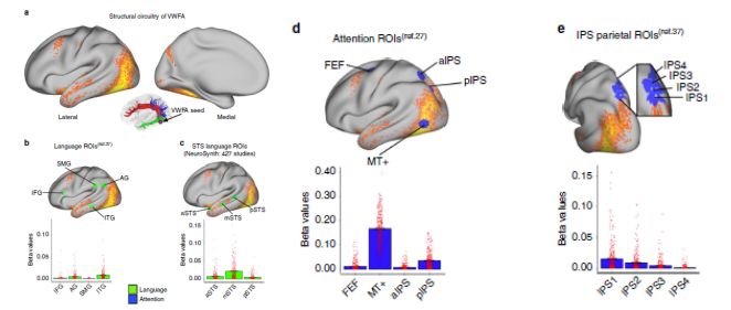 NC突破性研究：这个脑区（VWFA）也是语言和注意力脑回路的一部分！