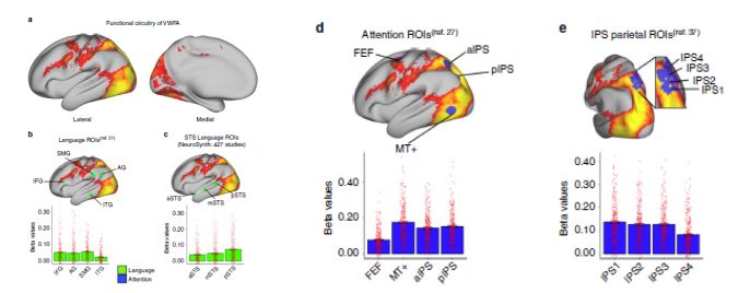 NC突破性研究：这个脑区（VWFA）也是语言和注意力脑回路的一部分！|注意力|顶叶|视觉_新浪新闻