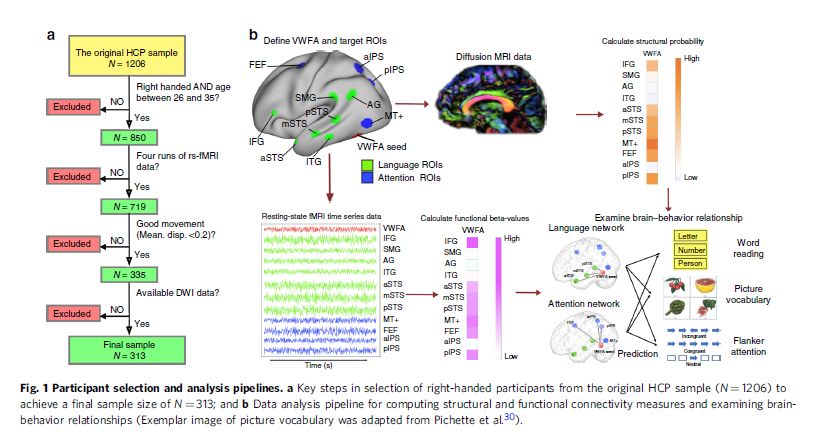 NC突破性研究：这个脑区（VWFA）也是语言和注意力脑回路的一部分！|注意力|顶叶|视觉_新浪新闻