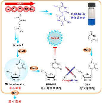 陈文青课题组C-核苷类抗生素生物合成研究获突破_手机新浪网
