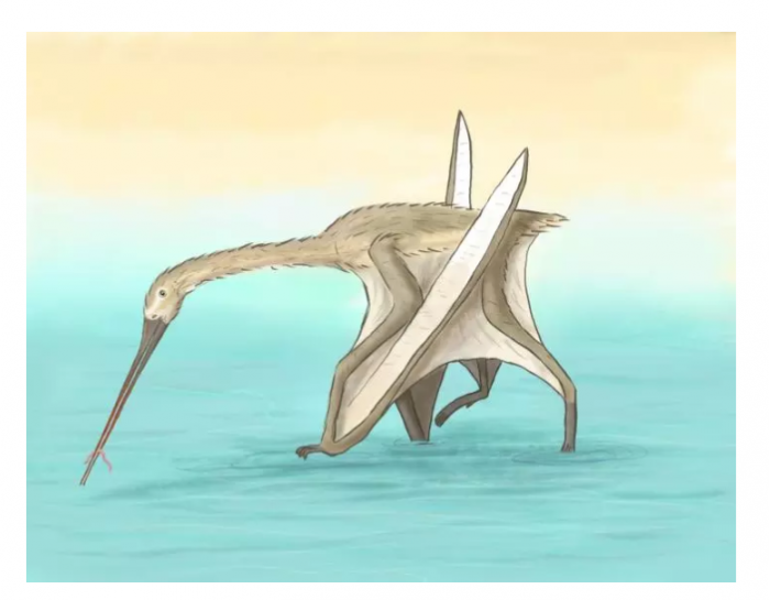 科学家发现新品种翼龙 可能像现代鹬类一样进食_新浪科技_新浪网