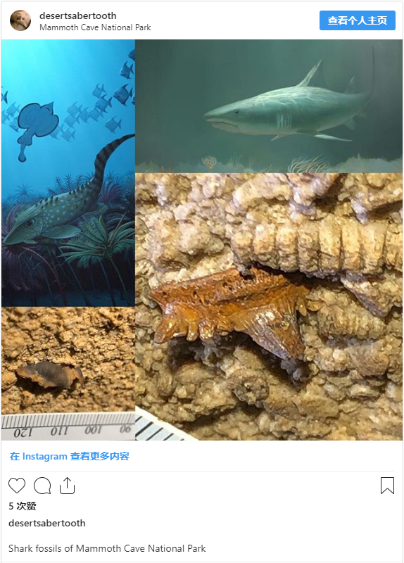 肯塔基州洞穴惊现散落的3.3亿年前鲨鱼化石|古生物学_新浪科技_新浪网