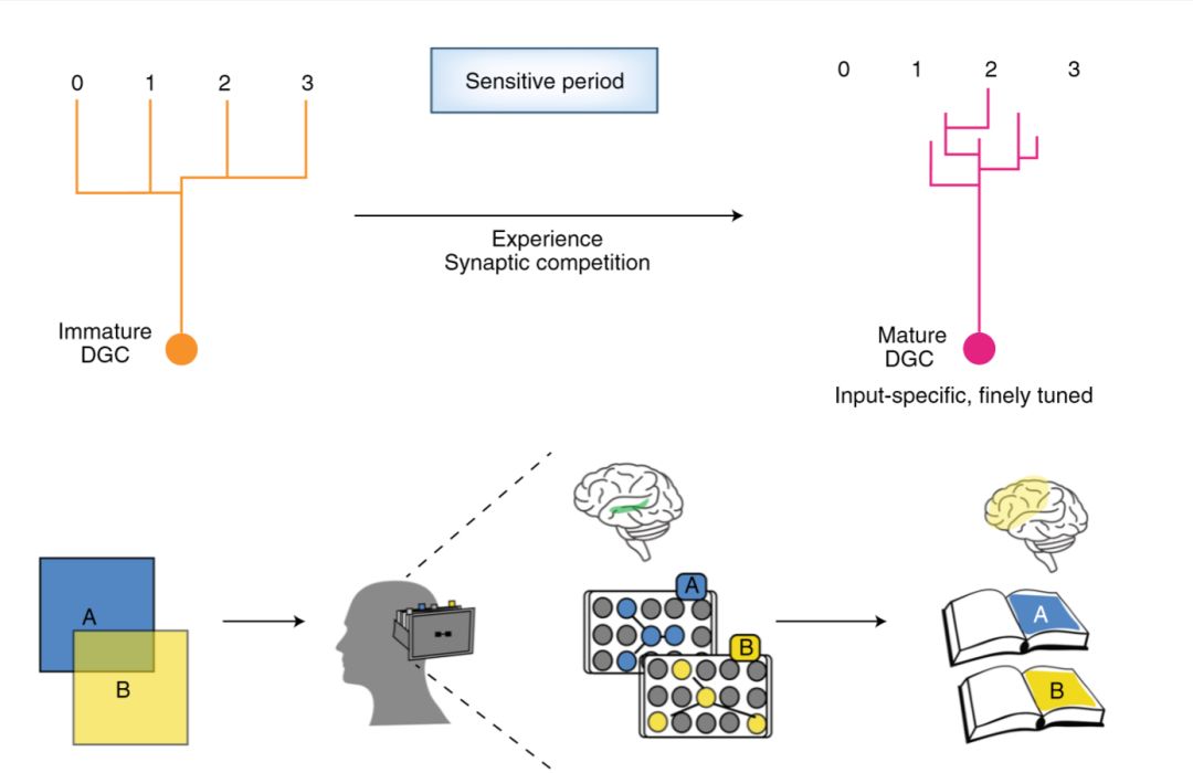 Nature Neuroscience重磅特刊：学习和记忆