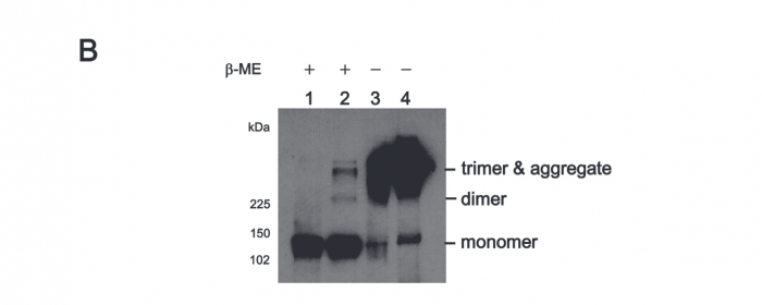 PittCoVacc：这种新冠病毒潜力疫苗将无需注射，贴上即可|抗体|新冠肺炎_新浪科技_新浪网