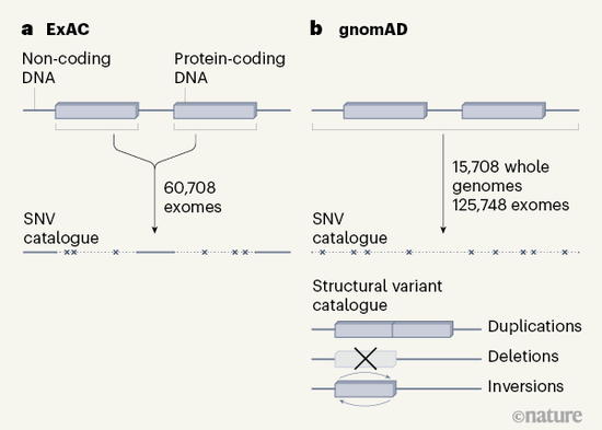 《自然》发布迄今最大规模人类遗传变异体数据库|数据库|外显子_新浪科技_新浪网