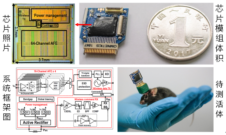 复旦研制出国内首款无线脑机接口芯片，获国际顶级科技会议奖项|脑科学|科研|论文_新浪科技_新浪网