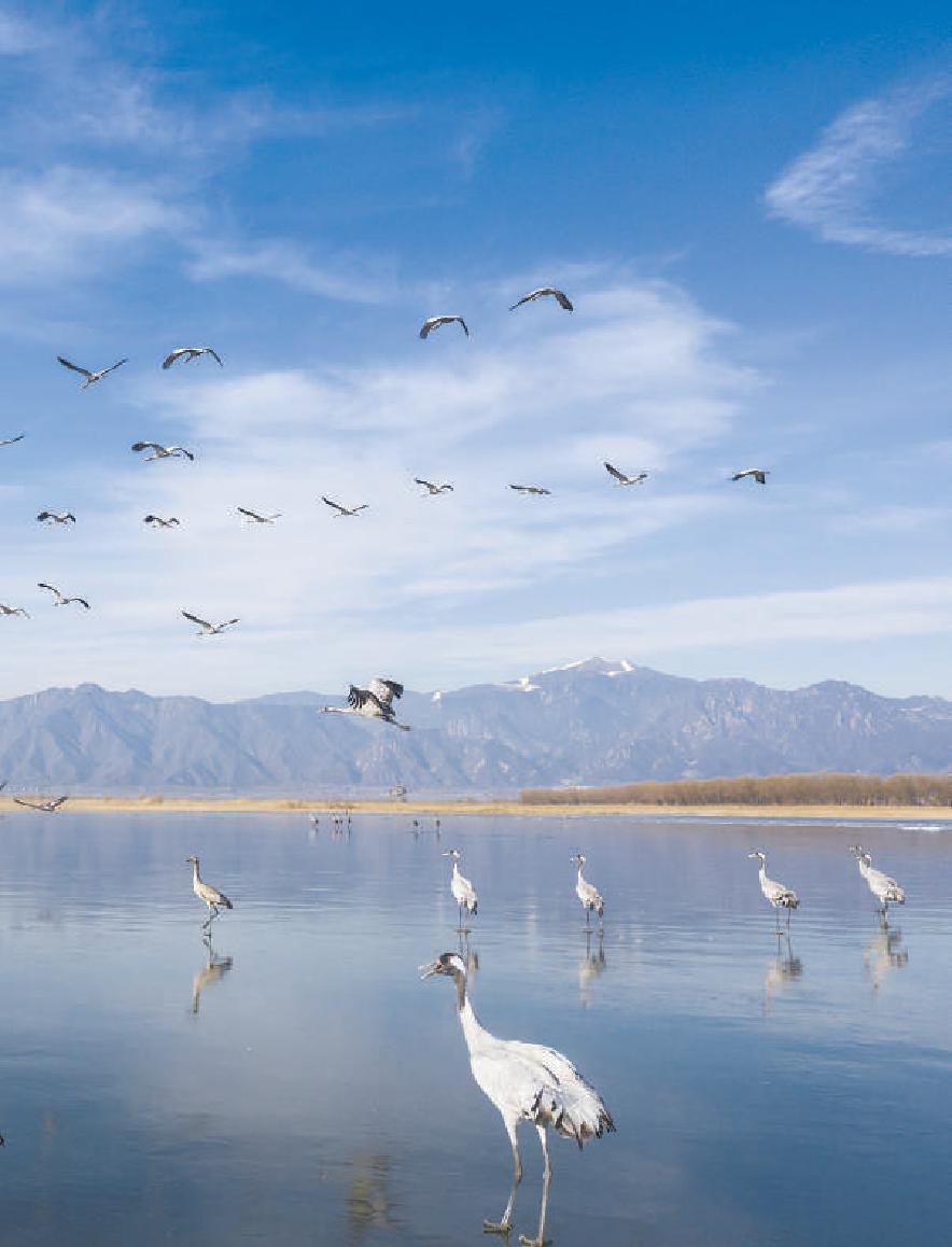 一个曾被城里人“抛弃”的地方，古堡草甸康西回归！|湿地|草原_手机新浪网