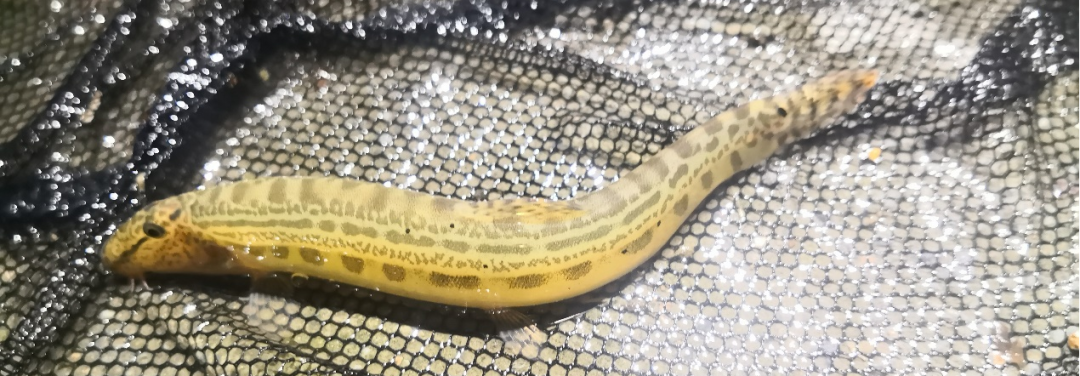 温州的“内陆水域世界”不一般！绝对有你没见过的动物！|温州市_新浪财经_新浪网