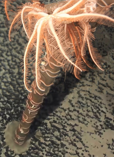 2020年十大海洋神奇生物，你知道几个？|生物_新浪科技_新浪网