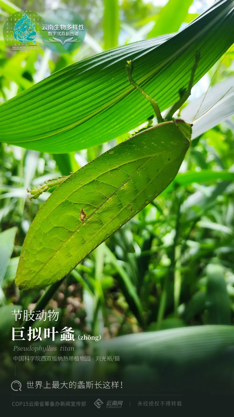 云南生物多样性数字化百科图谱 节肢动物 巨拟叶螽 世界上最大的螽斯长这样 手机新浪网