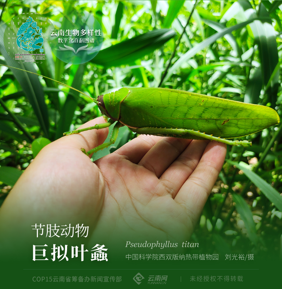 云南生物多样性数字化百科图谱 节肢动物 巨拟叶螽 世界上最大的螽斯长这样 手机新浪网