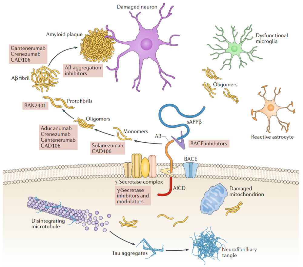 阿尔茨海默病重大突破：科学家首次看清人脑Aβ42结构|基因_新浪财经_新浪网