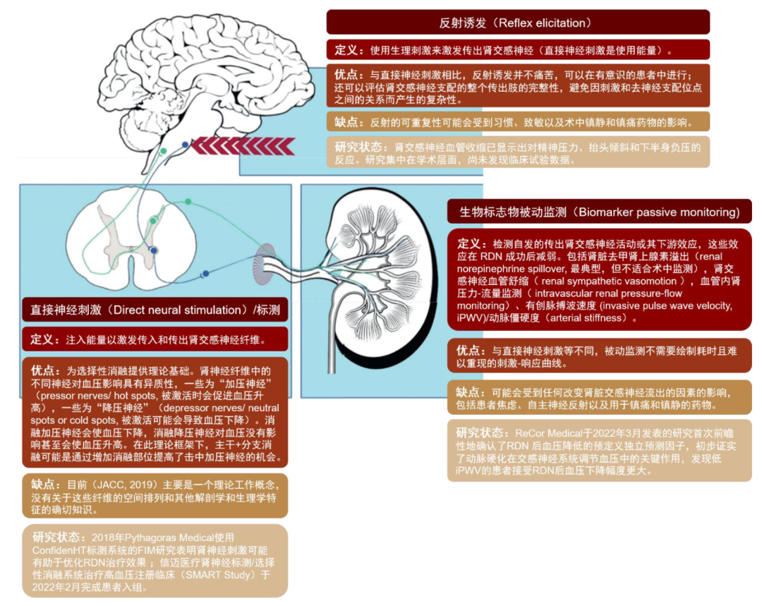 中金 | 肾神经阻断疗法：临床研究峰回路转，介入治疗高血压前景可期_手机新浪网