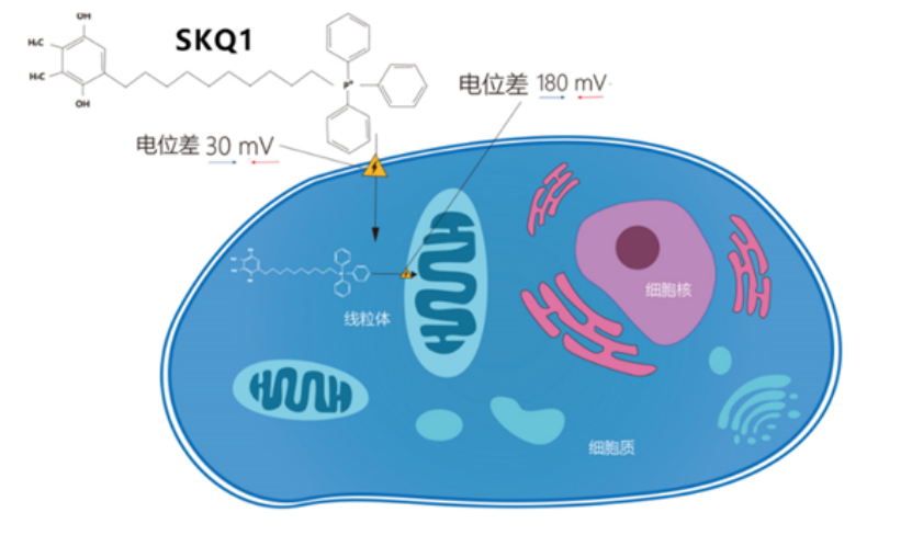 亿胜生物：深度布局高增长潜力领域 打造眼科赛道实力玩家|眼科_新浪财经_新浪网