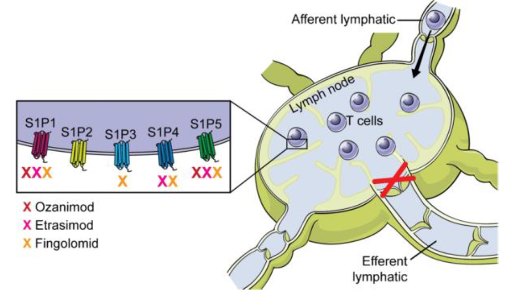 中金 | 创新药前沿系列—— 炎症性肠病（IBD）：生物制剂突显长期缓解优势_手机新浪网