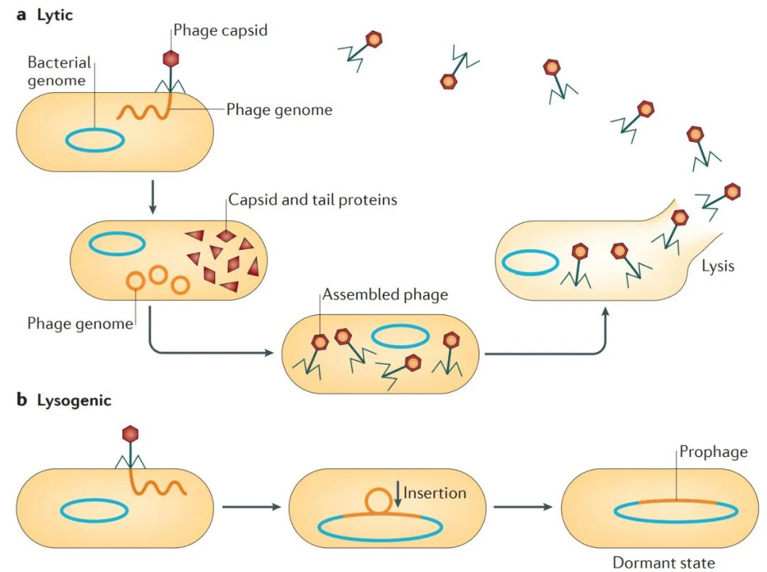 珊瑚共附生细菌间的精彩博弈丨美丽南海|珊瑚_新浪财经_新浪网