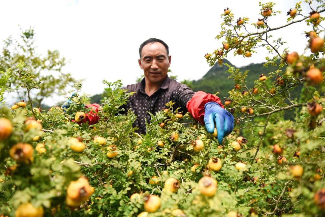 贵州水城:40万亩刺梨进入采摘期 贵州省 新浪财经 新浪网