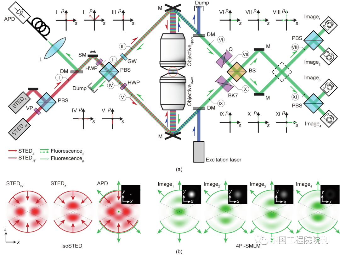 4Pi 荧光超分辨显微术综述丨Engineering|显微镜_新浪财经_新浪网