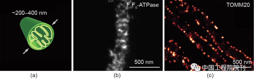 4Pi 荧光超分辨显微术综述丨Engineering|显微镜_新浪财经_新浪网