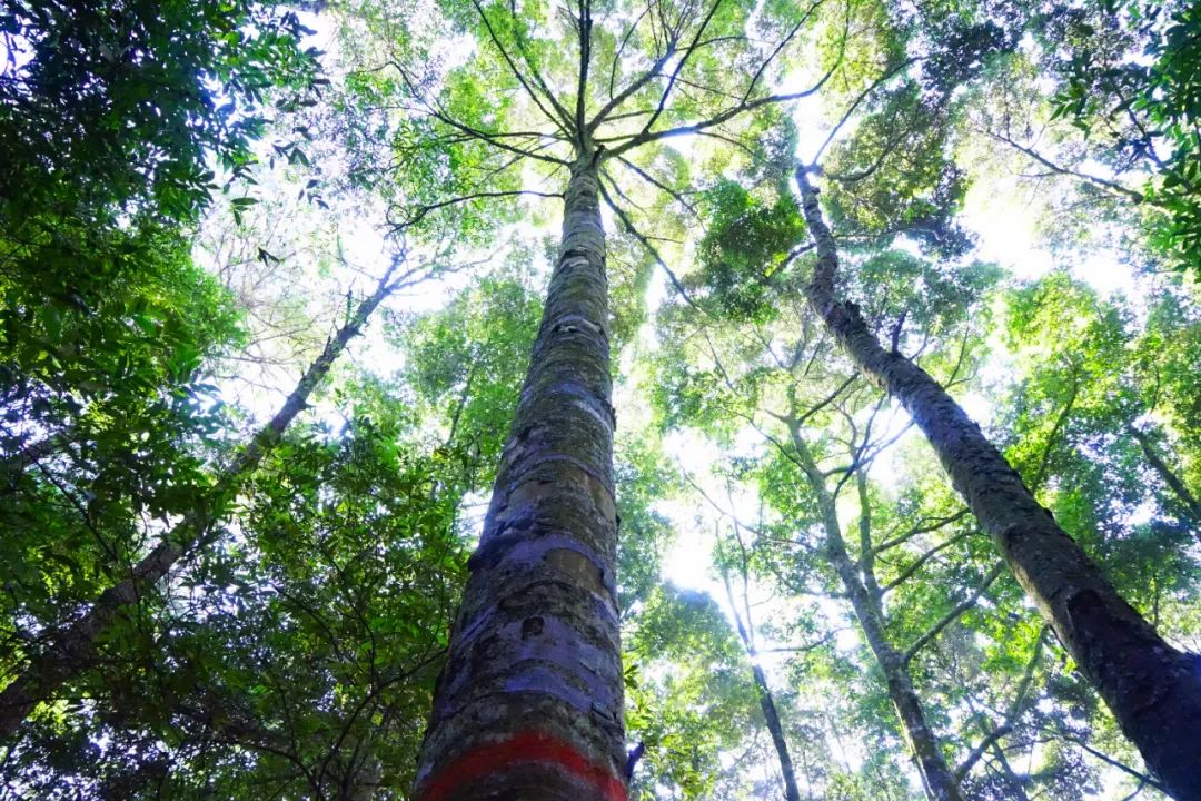 中国林科院公布近十年创新成绩单_手机新浪网