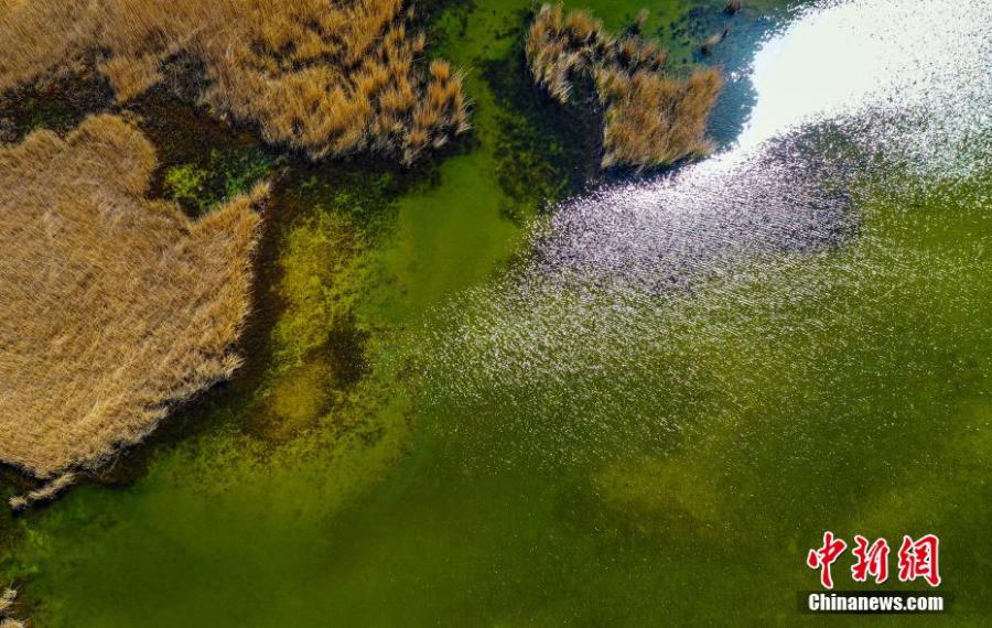 Golden oasis of desert poplar trees along Ebi Lake in Xinjiang_手机新浪网 Golden oasis of desert poplar trees along Ebi Lake in Xinjiang_手机新浪网