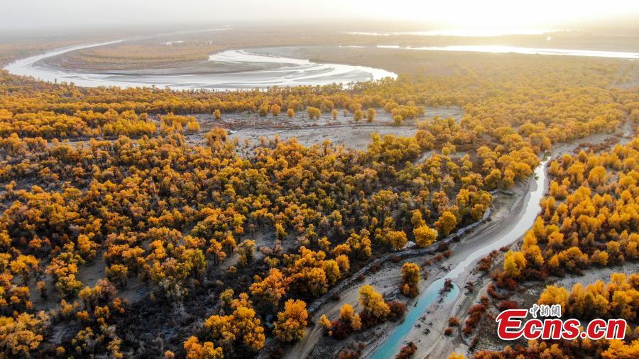 Golden desert poplar trees along Tarim River in Xinjiang - China News ...