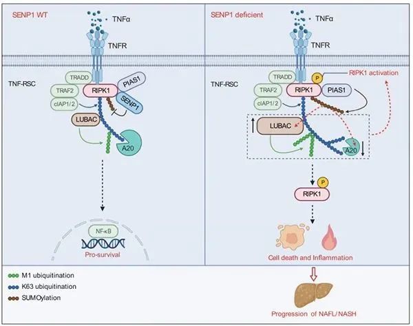 研究发现SENP1通过抑制RIPK1介导的凋亡和炎症抑制脂肪性肝炎|上海市_新浪财经_新浪网